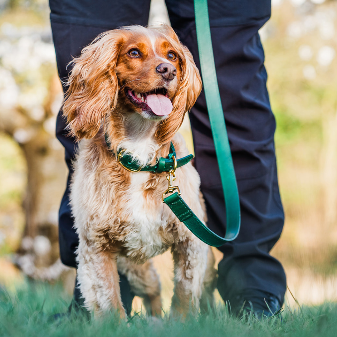 Classic Collection – PENNYWOLF