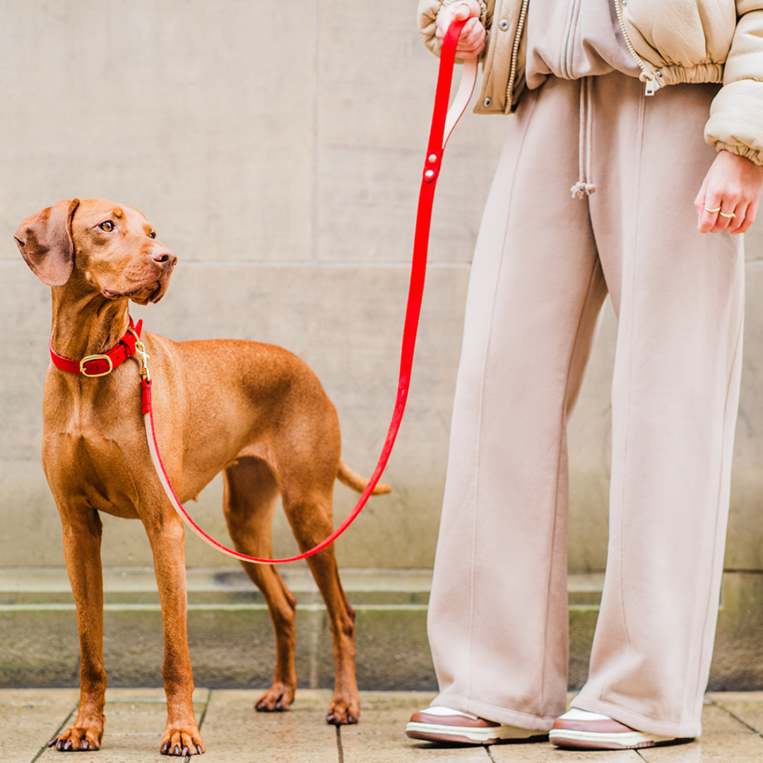 Luxury Handmade Leather Dog Collars & Leads – PENNYWOLF